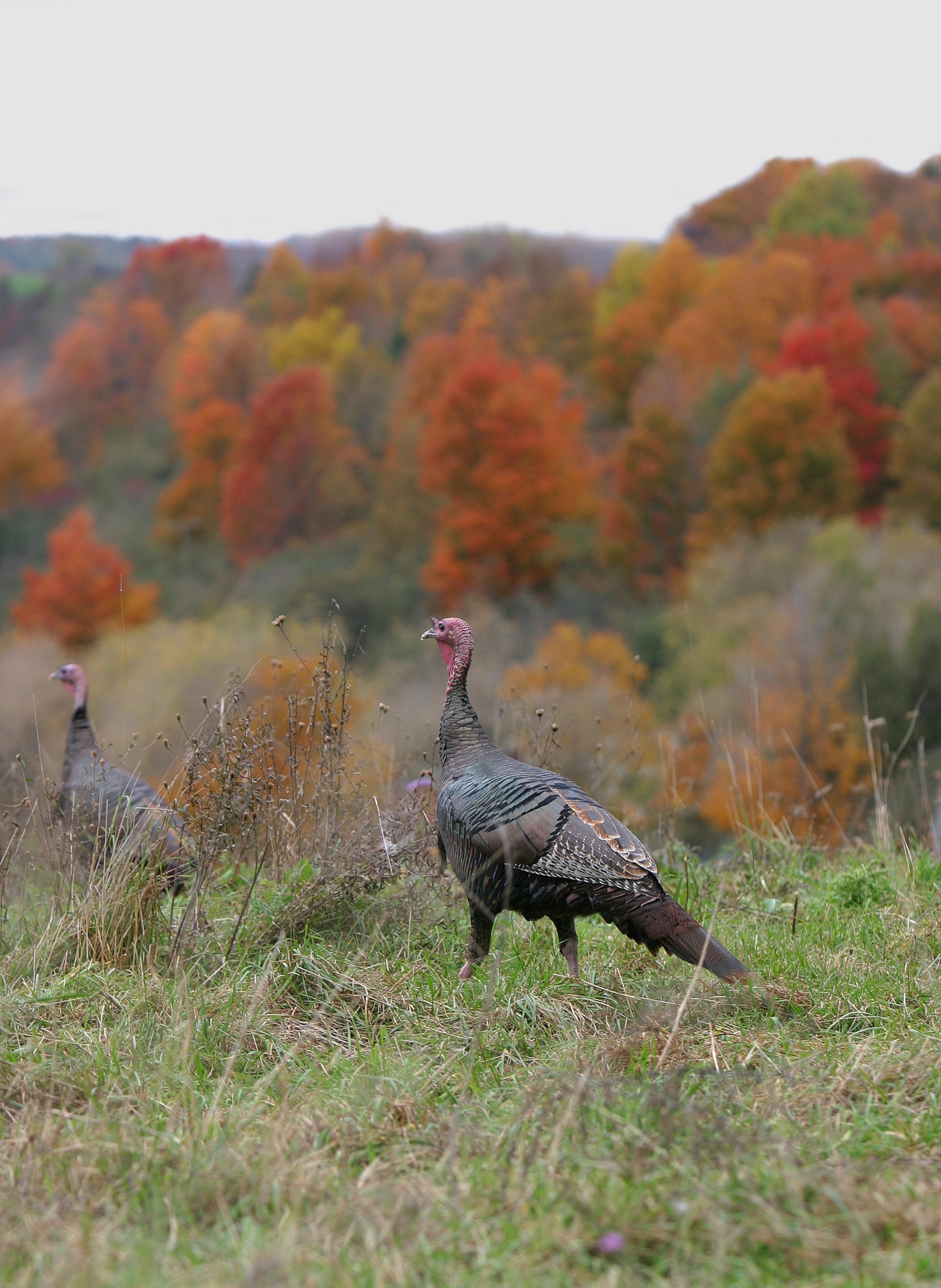 How Long Do Wild Turkeys Live? - The National Wild Turkey Federation