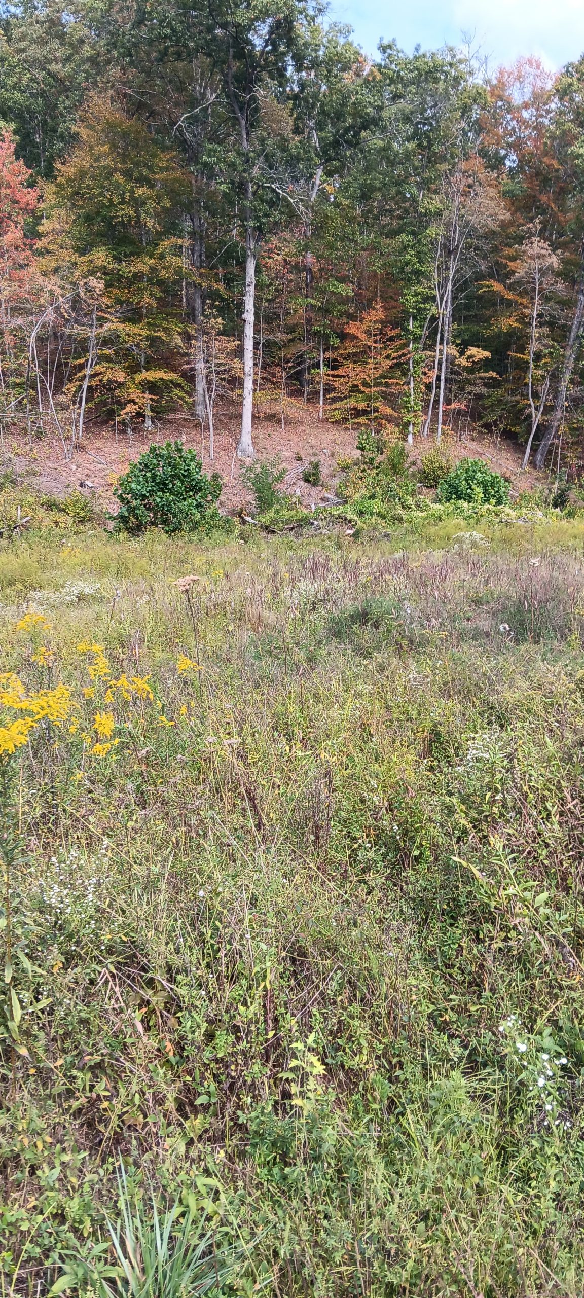 Timber Stand Checkups - The National Wild Turkey Federation