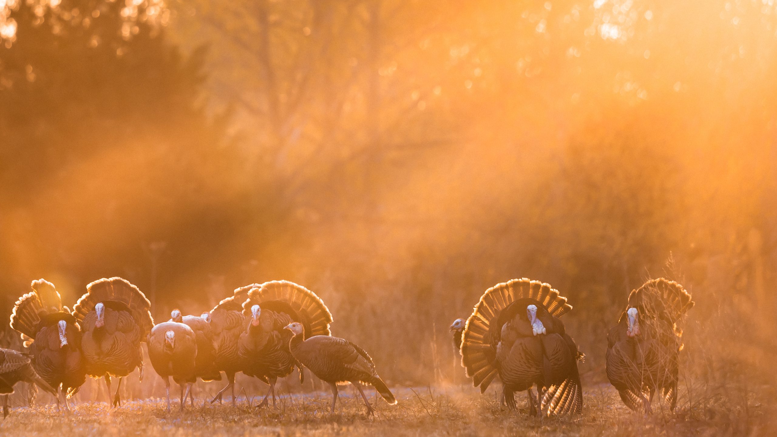 NWTF South Carolina Bolsters Wildlife Habitat with $356,175 Commitment ...