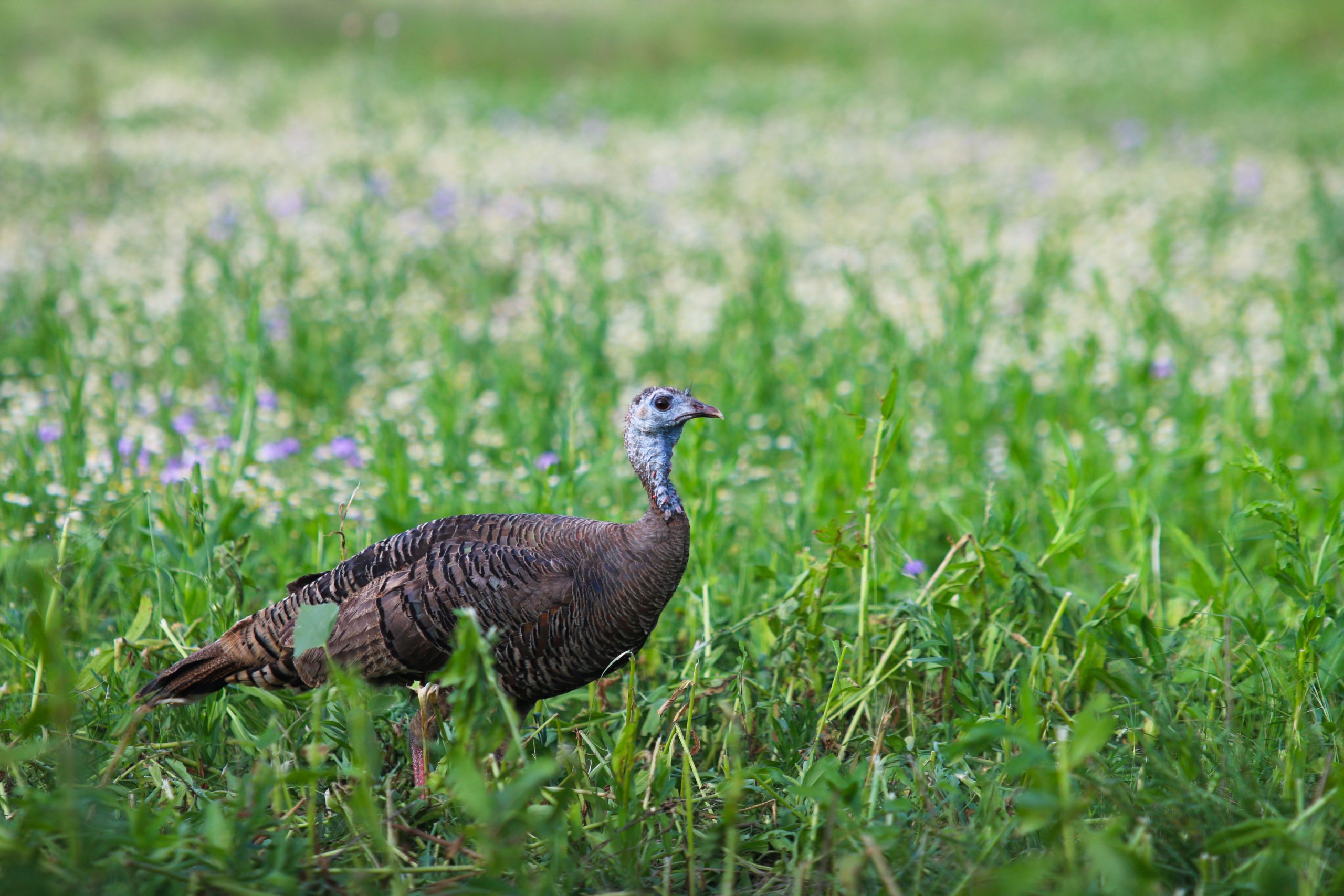 NWTF Opens New Funding to Expand Habitat for the Hatch Initiative - The ...