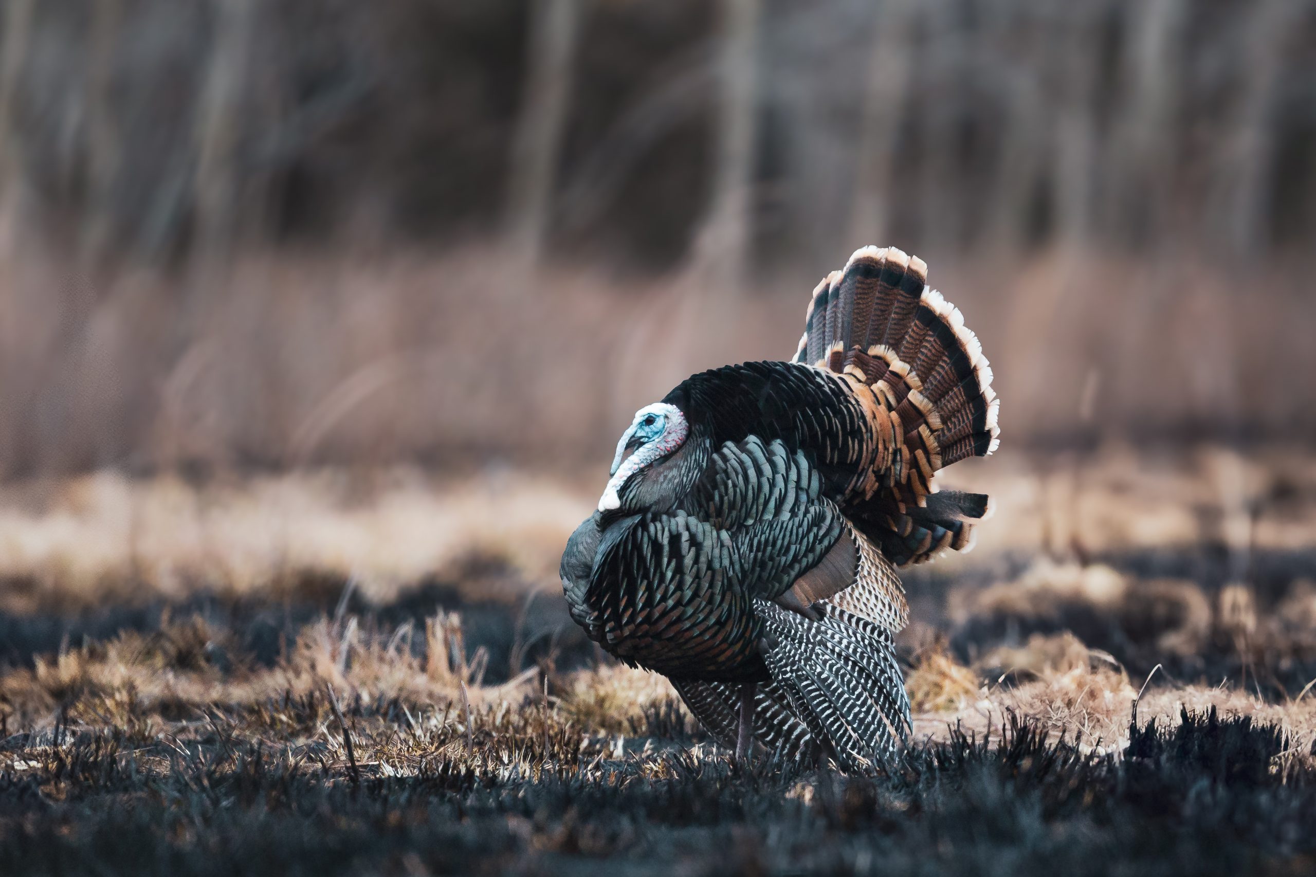 NWTF Kansas, Partners Invest More Than $850,000 for Wild Turkey ...