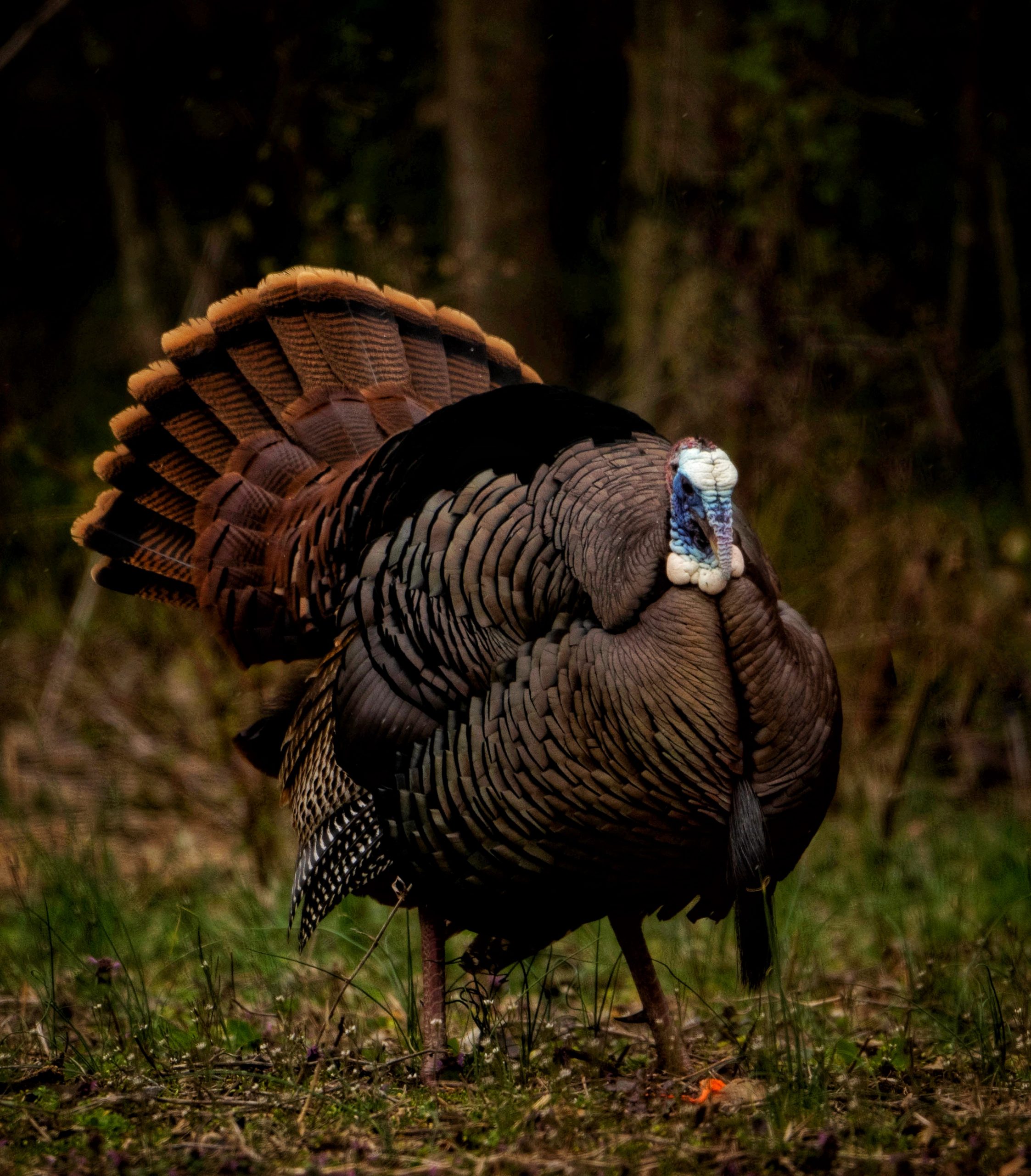 NWTF Louisiana, Partners Pledge Over $280,000 for Mission Delivery ...