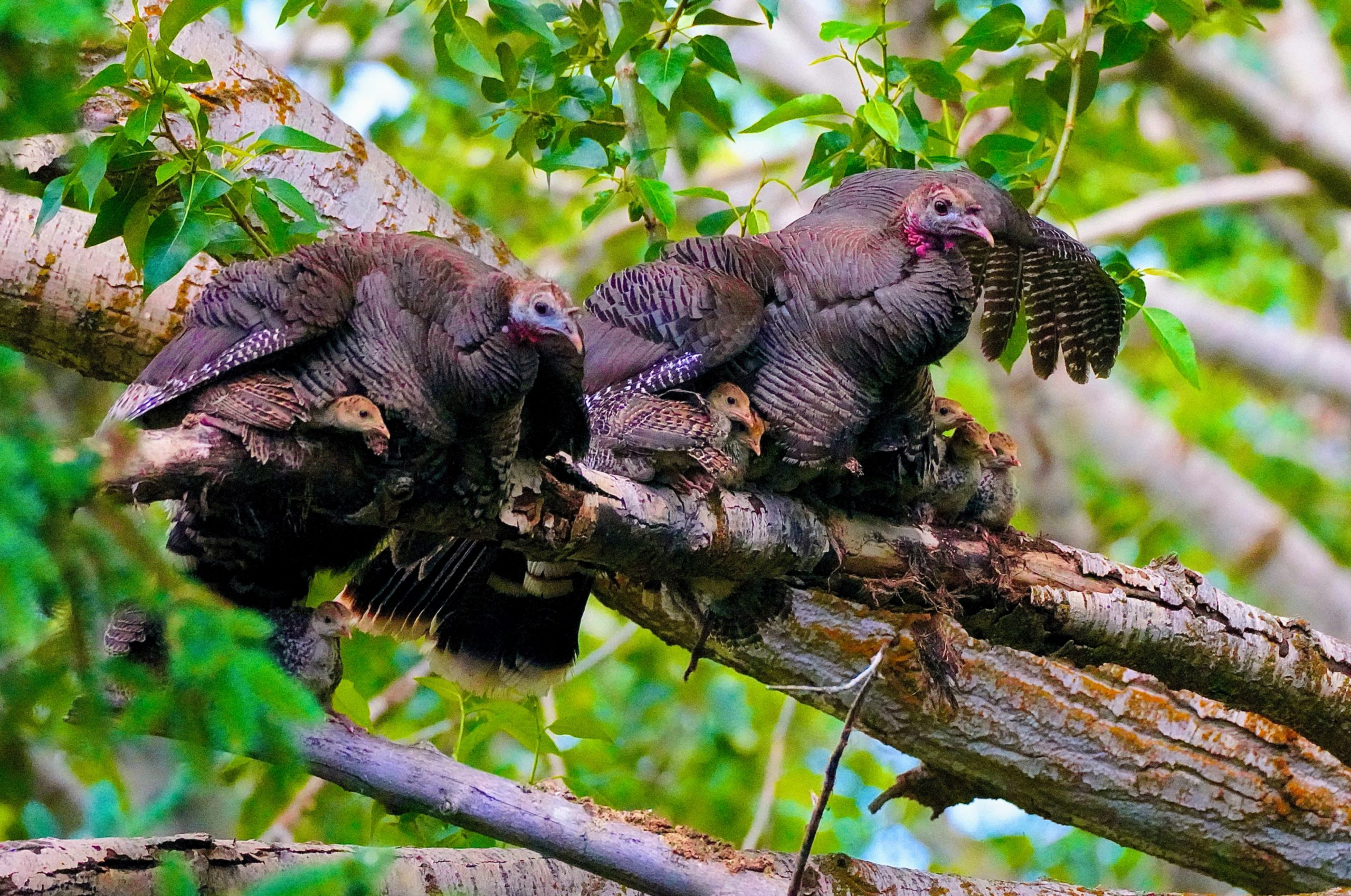 From Big Six to a Bigger Impact - The National Wild Turkey Federation