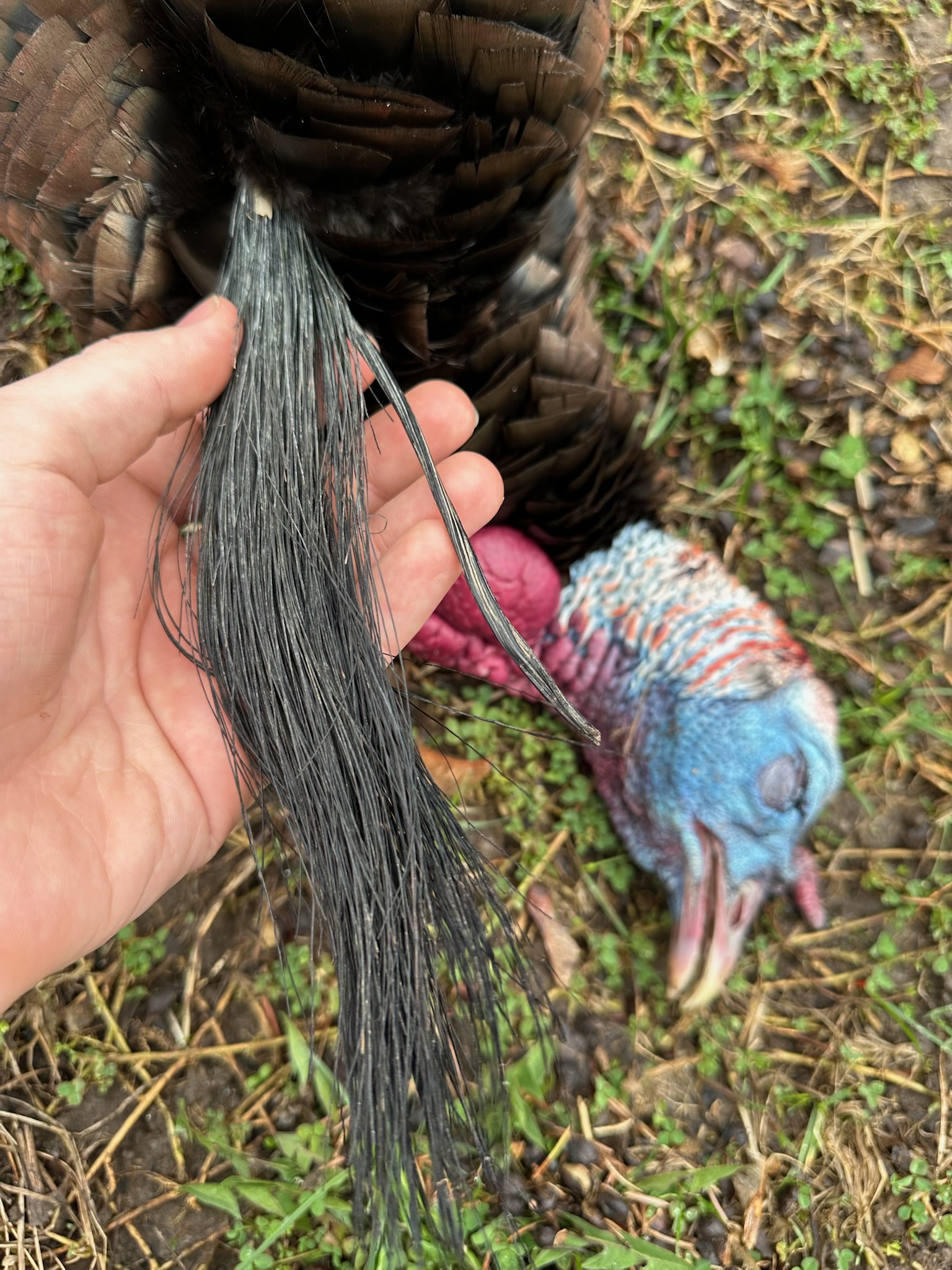 Ask Dr. Tom: Beard Abnormalities - The National Wild Turkey Federation