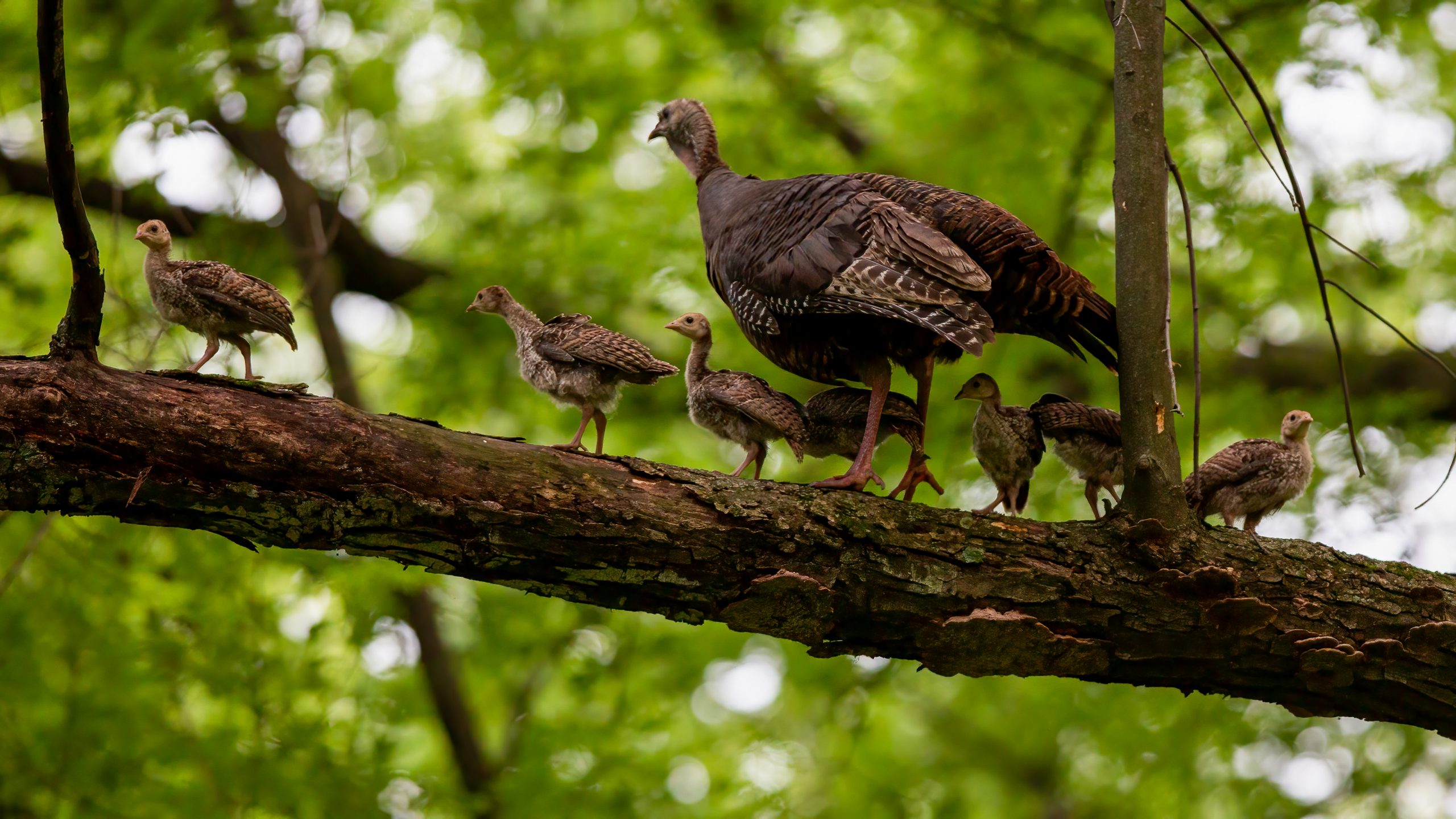 The Cost of Raising Poults: New Research Reveals the Survival Trade ...